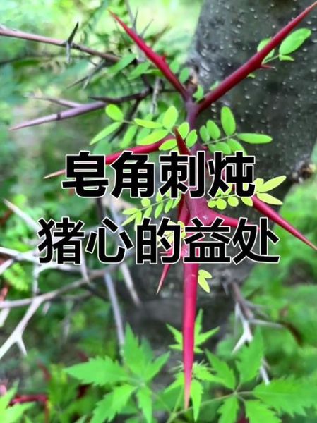 皂角刺炖猪心的功效_皂角刺炖猪心的禁忌-第1张图片-山城妙识