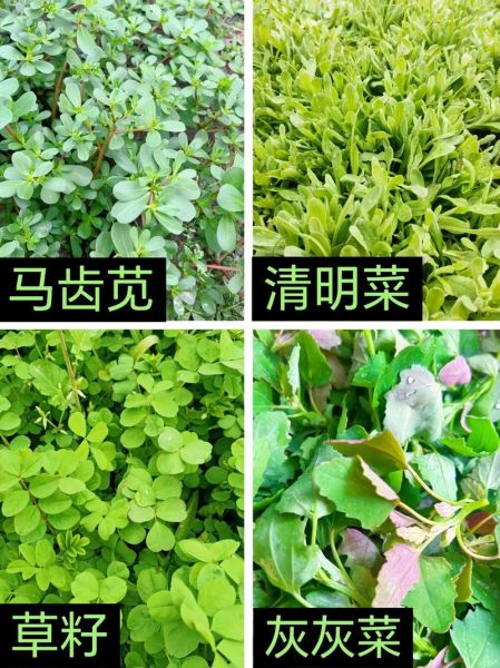 野菜图片大全大图_如何识别常见野菜-第2张图片-山城妙识