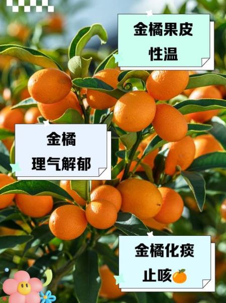 金橘烟是什么味道_金橘烟好抽吗-第3张图片-山城妙识