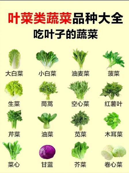 蔬菜品种大全名字有哪些_蔬菜图片大全怎么找-第1张图片-山城妙识