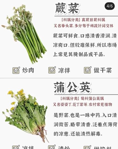蔬菜品种大全名字有哪些_蔬菜图片大全怎么找-第3张图片-山城妙识