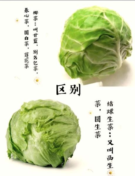 橄榄菜和包菜的区别_哪个更营养-第1张图片-山城妙识