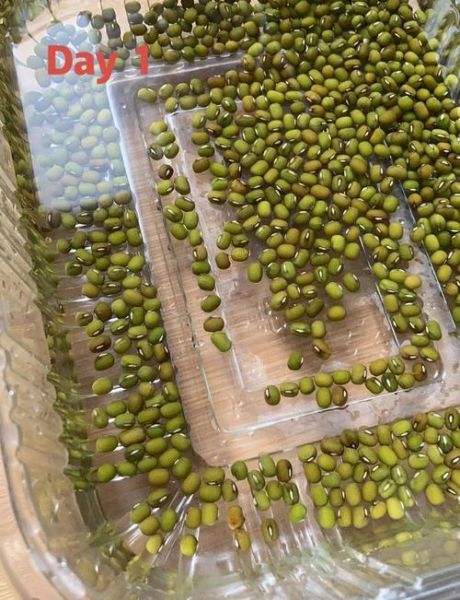 自发豆芽怎么做_家庭无土栽培豆芽技巧-第2张图片-山城妙识