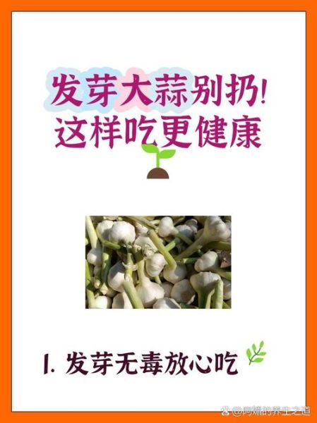 大蒜发芽了怎么保存_大蒜发芽还能吃吗-第1张图片-山城妙识
