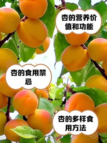 鲜杏的功效与作用_鲜杏的禁忌有哪些-第1张图片-山城妙识