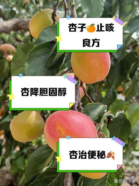 鲜杏的功效与作用_鲜杏的禁忌有哪些-第3张图片-山城妙识