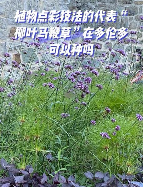 马鞭草的功效与作用_马鞭草有哪些禁忌-第3张图片-山城妙识