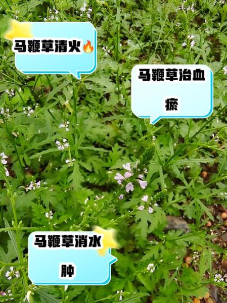 马鞭草的功效与作用_马鞭草有哪些禁忌-第1张图片-山城妙识