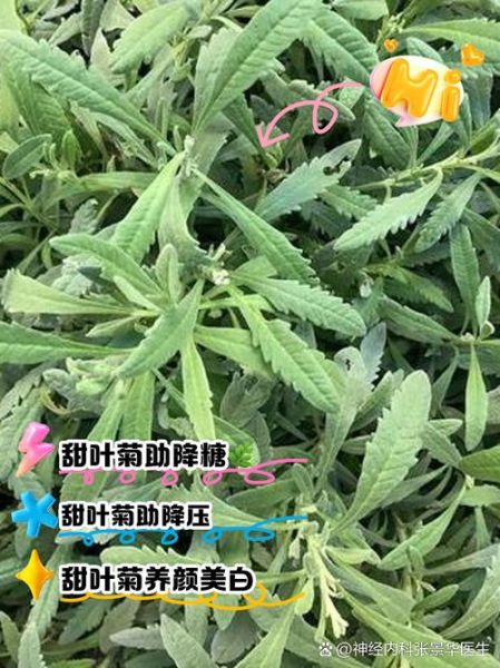 甜叶菊的功效与禁忌_甜叶菊能长期喝吗-第1张图片-山城妙识