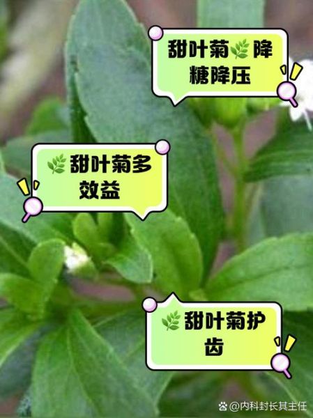 甜叶菊的功效与禁忌_甜叶菊能长期喝吗-第2张图片-山城妙识