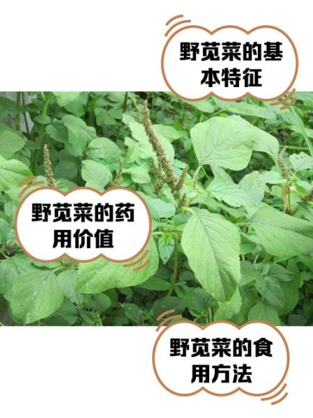苋菜图片_苋菜的功效与作用有哪些-第1张图片-山城妙识 苋菜图片_苋菜的功效与作用有哪些-第1张图片-山城妙识
