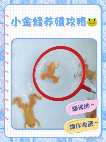 青蛙养殖基地怎么选址_青蛙养殖基地投资多少钱-第1张图片-山城妙识 青蛙养殖基地怎么选址_青蛙养殖基地投资多少钱-第1张图片-山城妙识