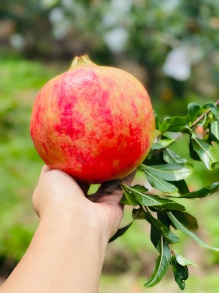 石榴图片大全_石榴品种图片怎么区分-第1张图片-山城妙识