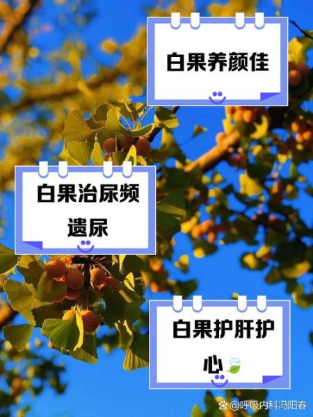 银杏果的功效与副作用_怎么吃才安全-第1张图片-山城妙识