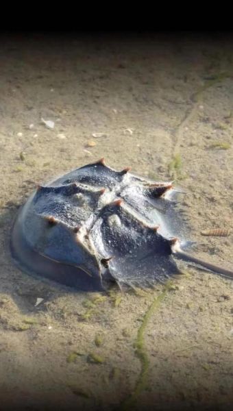 鲎虫图片_鲎虫长什么样-第2张图片-山城妙识