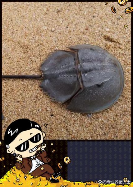 鲎虫图片_鲎虫长什么样-第3张图片-山城妙识