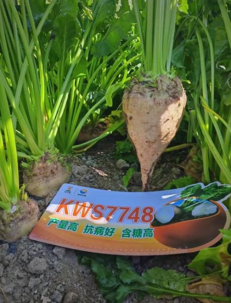 甜菜夜蛾防治方法_甜菜夜蛾用什么药最有效-第3张图片-山城妙识 甜菜夜蛾防治方法_甜菜夜蛾用什么药最有效-第3张图片-山城妙识