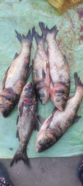 白鲢鱼图片大全大图_白鲢鱼高清图片怎么拍-第1张图片-山城妙识