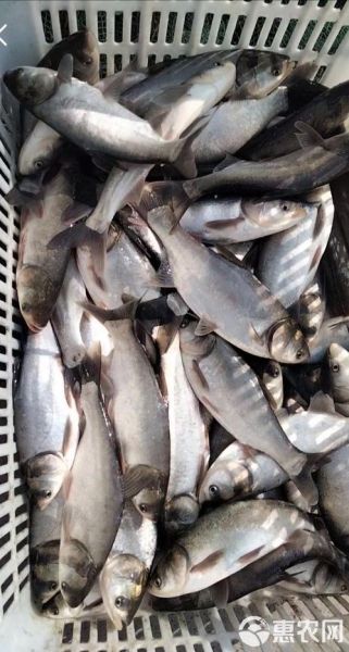 白鲢鱼图片大全大图_白鲢鱼高清图片怎么拍-第3张图片-山城妙识