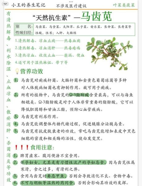 马齿苋煮水喝的功效与作用_马齿苋煮水可以天天喝吗-第3张图片-山城妙识