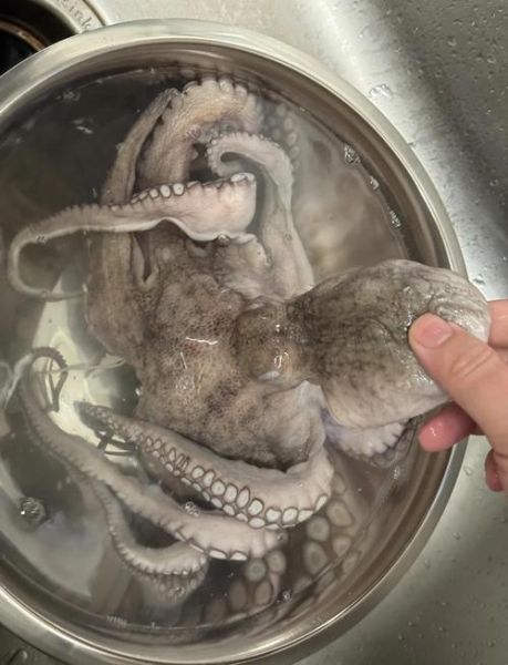 大章鱼怎么养_大章鱼吃什么-第2张图片-山城妙识