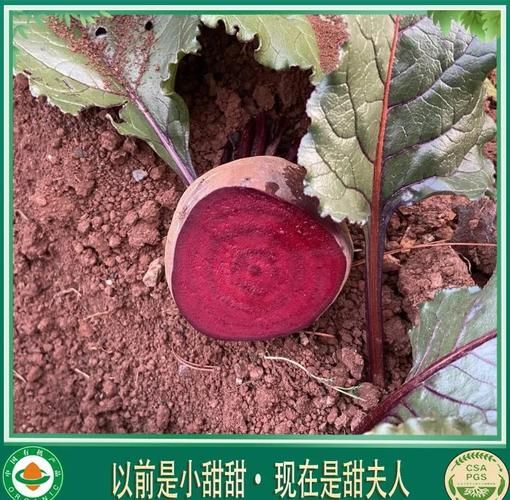 甜菜根多少钱一斤_甜菜根价格走势-第3张图片-山城妙识 甜菜根多少钱一斤_甜菜根价格走势-第3张图片-山城妙识