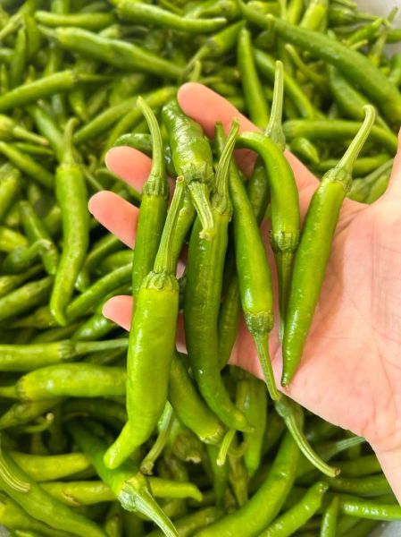 樟树港辣椒怎么炒好吃_樟树港辣椒炒肉做法-第3张图片-山城妙识 樟树港辣椒怎么炒好吃_樟树港辣椒炒肉做法-第3张图片-山城妙识