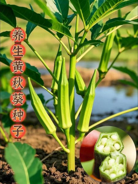 黄秋葵一亩地能产多少斤_黄秋葵种植技术详解-第1张图片-山城妙识