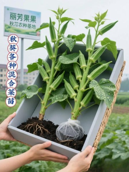 黄秋葵一亩地能产多少斤_黄秋葵种植技术详解-第2张图片-山城妙识