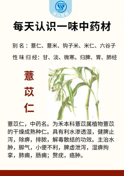 薏苡仁的功效与作用_薏苡仁主治哪些疾病-第3张图片-山城妙识