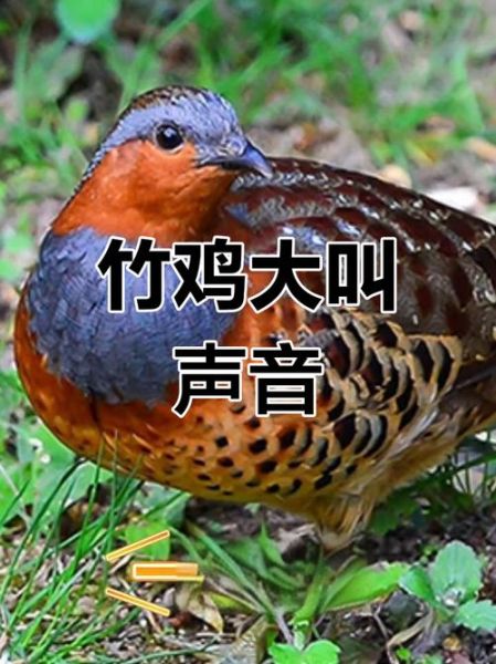 鸡叫声怎么形容_鸡叫拟声词有哪些-第2张图片-山城妙识