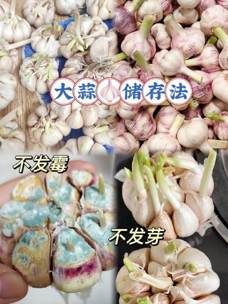 大蒜怎么保存不发芽_大蒜如何长期存放-第2张图片-山城妙识