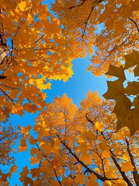 梧桐叶图片怎么拍好看_梧桐叶图片后期调色技巧-第1张图片-山城妙识