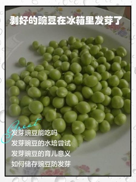 豌豆放冰箱发芽能吃吗_豌豆发芽后有毒吗-第1张图片-山城妙识