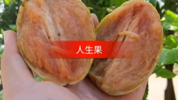 菠萝直播网页版怎么进_菠萝直播网页版打不开怎么办-第3张图片-山城妙识