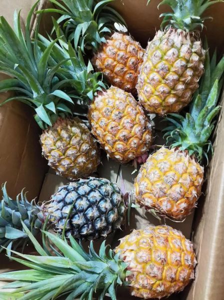 菠萝直播网页版怎么进_菠萝直播网页版打不开怎么办-第1张图片-山城妙识