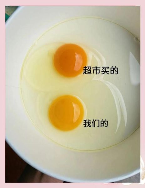 土鸡蛋的营养价值_土鸡蛋和普通鸡蛋的区别-第2张图片-山城妙识 土鸡蛋的营养价值_土鸡蛋和普通鸡蛋的区别-第2张图片-山城妙识