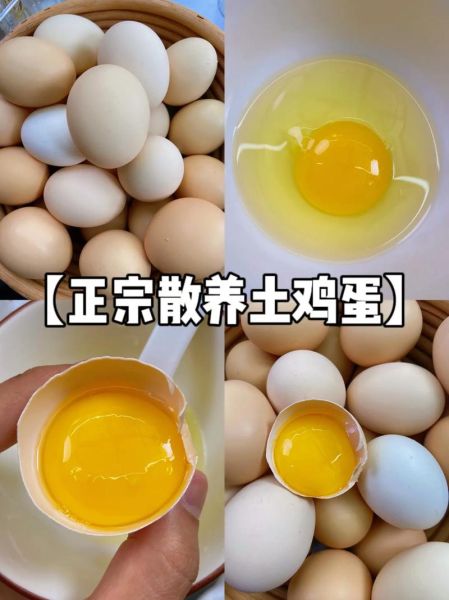 土鸡蛋的营养价值_土鸡蛋和普通鸡蛋的区别-第3张图片-山城妙识 土鸡蛋的营养价值_土鸡蛋和普通鸡蛋的区别-第3张图片-山城妙识