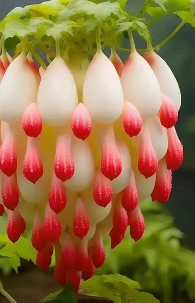 全球最罕见的花有哪些_它们为什么如此稀有-第1张图片-山城妙识