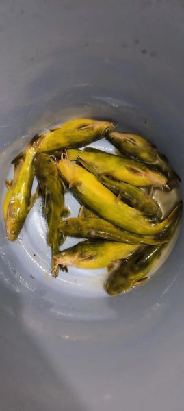 昂刺鱼多少钱一斤_昂刺鱼价格行情-第1张图片-山城妙识