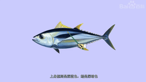 吞拿鱼是什么鱼_吞拿鱼和金枪鱼区别-第1张图片-山城妙识