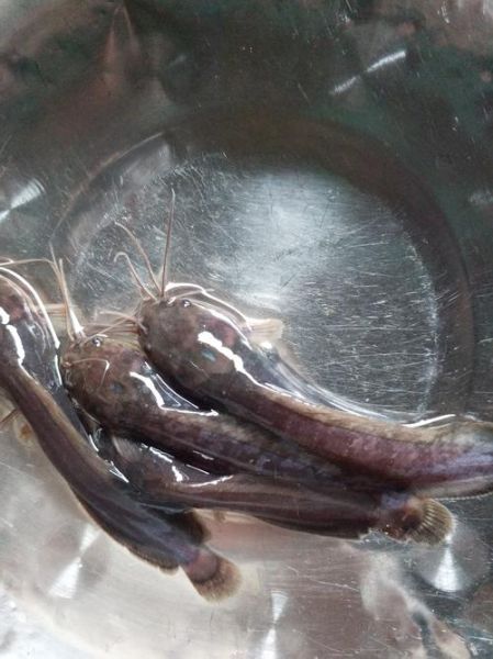 塘鲺鱼为什么不能吃_塘鲺鱼有毒吗-第2张图片-山城妙识