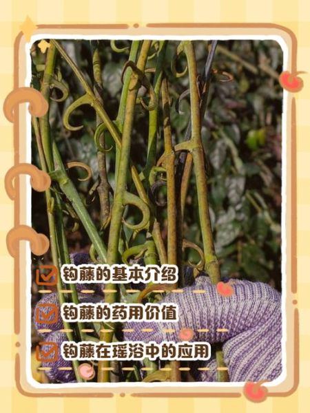 钩藤降血压效果好吗_钩藤副作用有哪些-第2张图片-山城妙识