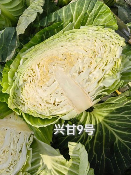 莲花白有什么功效_莲花白可以减肥吗-第1张图片-山城妙识