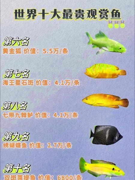 名贵鱼排名_哪些鱼最贵-第1张图片-山城妙识