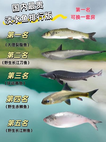 名贵鱼排名_哪些鱼最贵-第2张图片-山城妙识