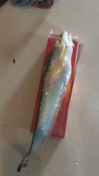 长江刀鱼多少钱一斤2020_2020年刀鱼价格行情-第3张图片-山城妙识