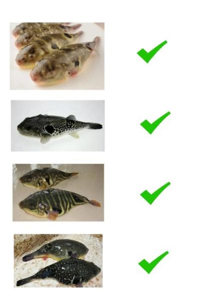 河豚毒素哪里买_河豚毒素购买合法吗-第1张图片-山城妙识