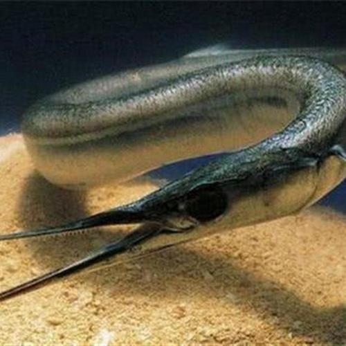 马步鱼是什么鱼_马步鱼图片怎么辨认-第3张图片-山城妙识 马步鱼是什么鱼_马步鱼图片怎么辨认-第3张图片-山城妙识