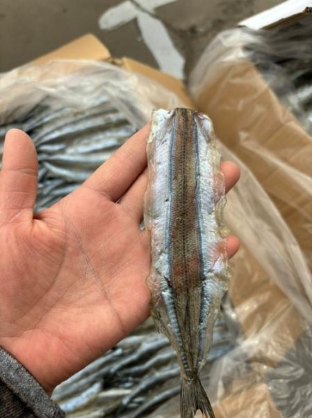 马步鱼是什么鱼_马步鱼图片怎么辨认-第2张图片-山城妙识 马步鱼是什么鱼_马步鱼图片怎么辨认-第2张图片-山城妙识